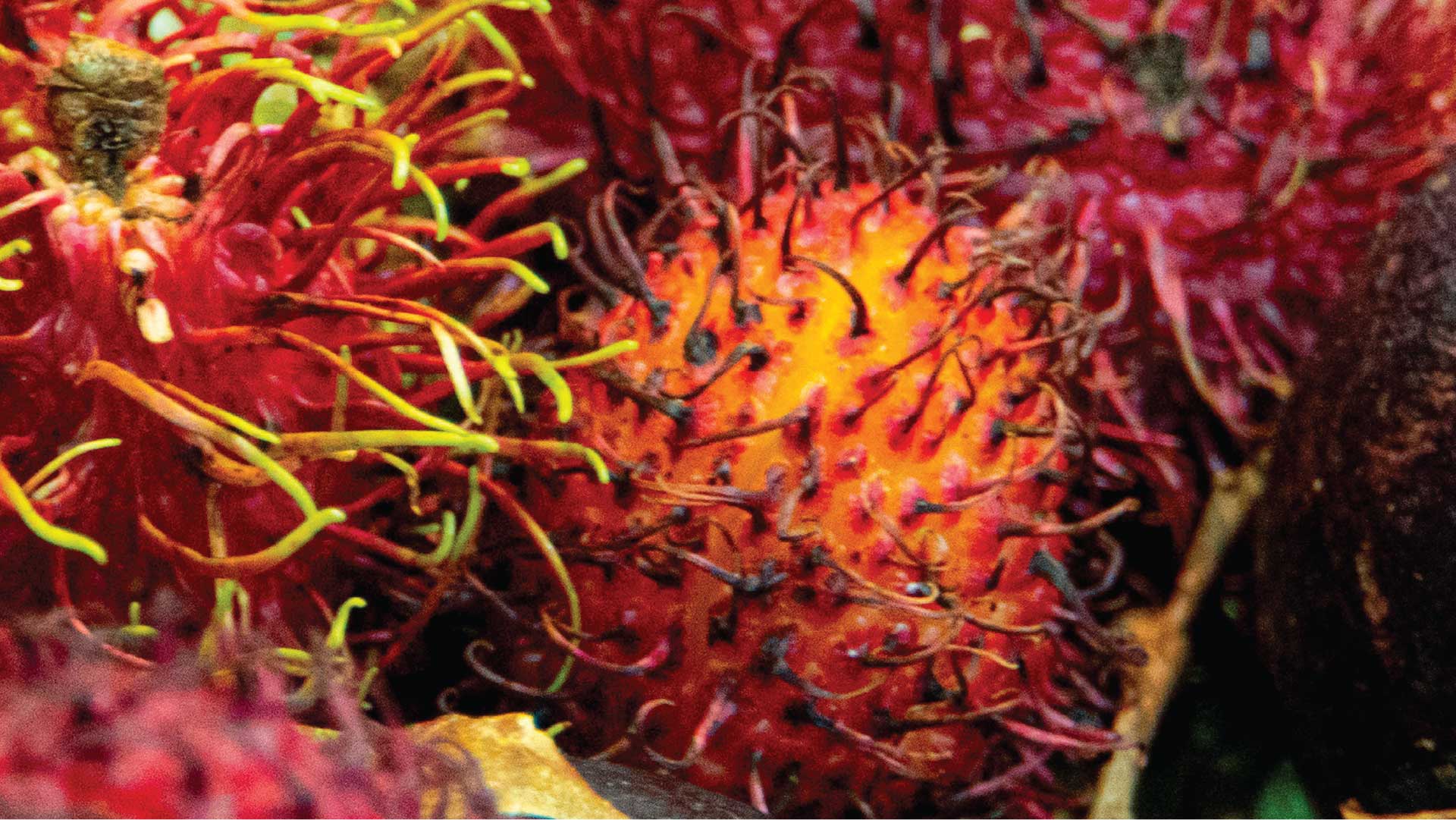Exotic tropical fruits of Colombia - La Mesa Food Tours